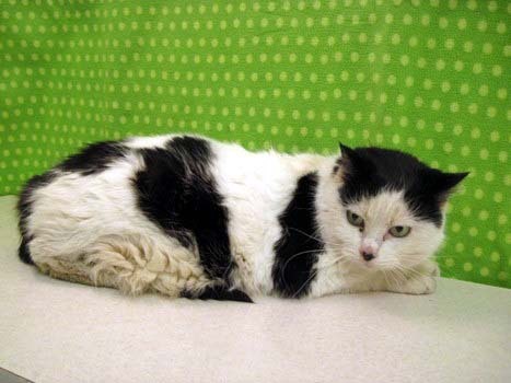 Obie, Cat of the Day | kgw.com