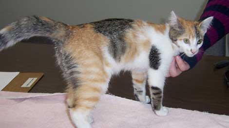 Rare, tri-colored kitten brough to Salem shelter | kgw.com