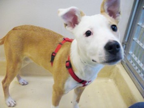 Boogie, Dog of the Day | kgw.com