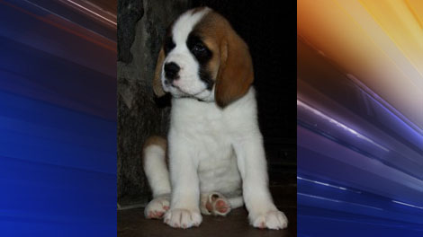Timberline has new St. Bernard pup | kgw.com