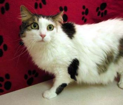 ISABELLE: Cat of the Day | kgw.com