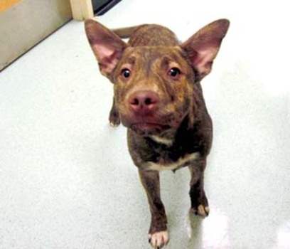 DOG OF THE DAY: POWELL | kgw.com