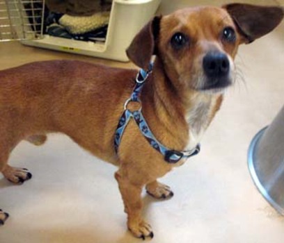 COUSCOUS: Dog of the Day | kgw.com