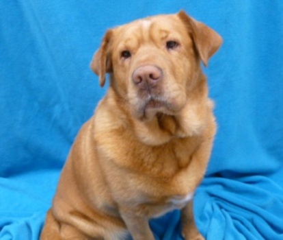 CUBBY: Dog of the Day | kgw.com