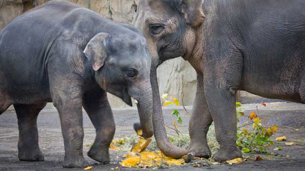 Elephants at Oregon Zoo smash pumpkins | kgw.com
