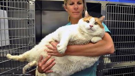 Famed 37-pound cat 'Meow' has died | kgw.com