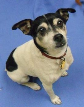 Moki: Oregon Humane Society's Dog of the Day | kgw.com