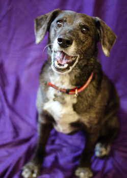 Ziggy: Oregon Humane Society's Dog of the Day | kgw.com