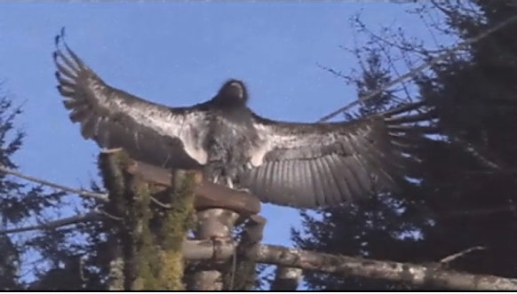 Condor exhibit at Ore. Zoo ready to take off | kgw.com