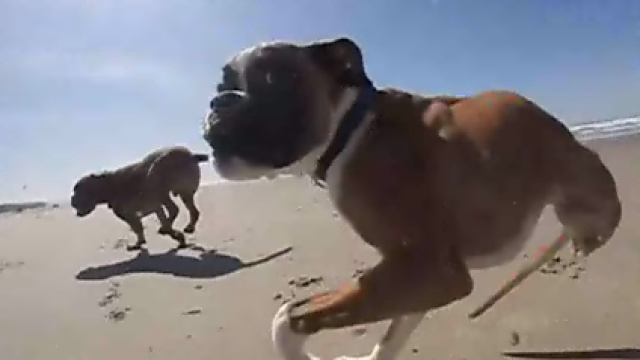 2-legged Vanc. dog's beach video goes viral | kgw.com