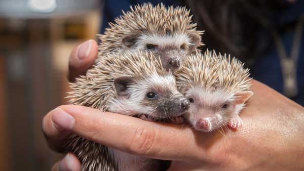 Photos: Baby hedgehogs born at Oregon Zoo | kgw.com
