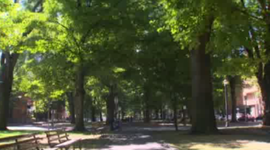 Trees help prevent asthma, respiratory diseases, study says | kgw.com