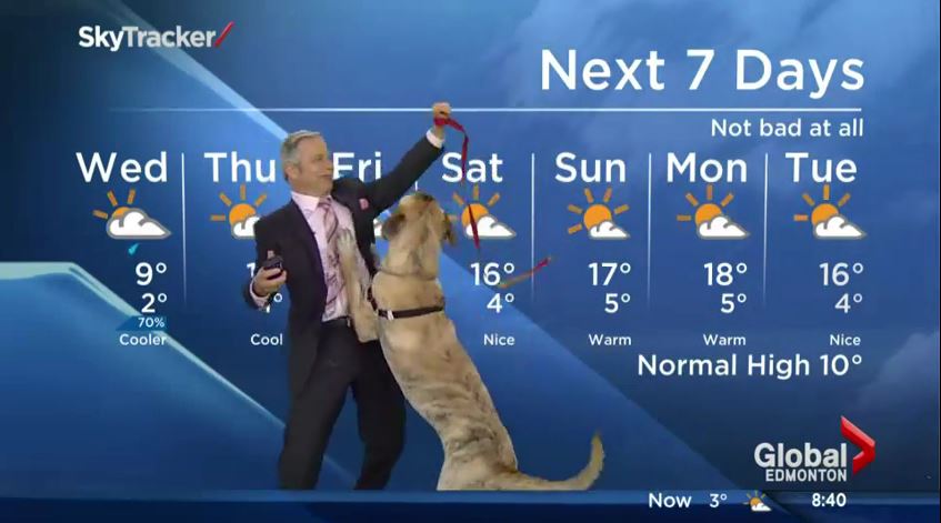 Big dog interrupts weatherman's forecast | kgw.com