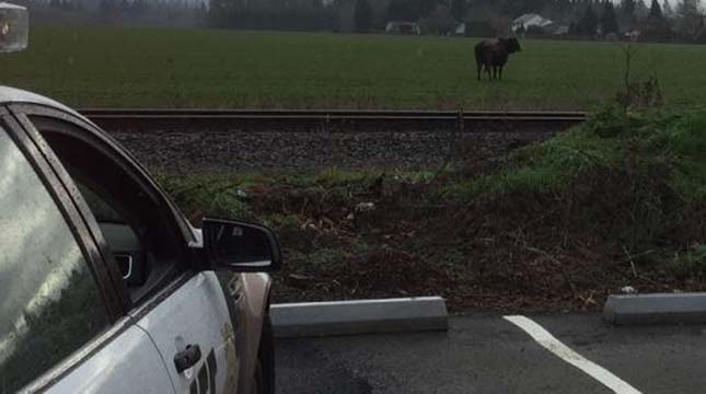 Cornelius man describes attack by 800-lb. bull | kgw.com