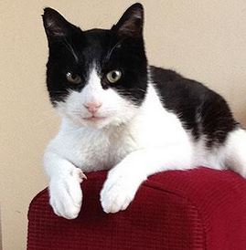 Watch, listen: British cat has world's loudest purr | kgw.com
