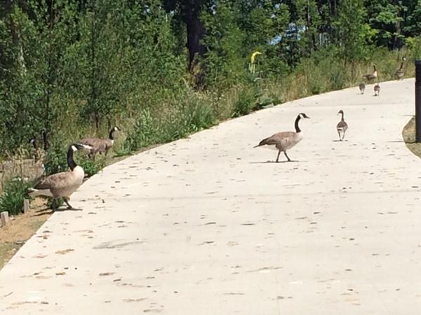 Goose droppings cover new $3.7M Milwaukie park | kgw.com
