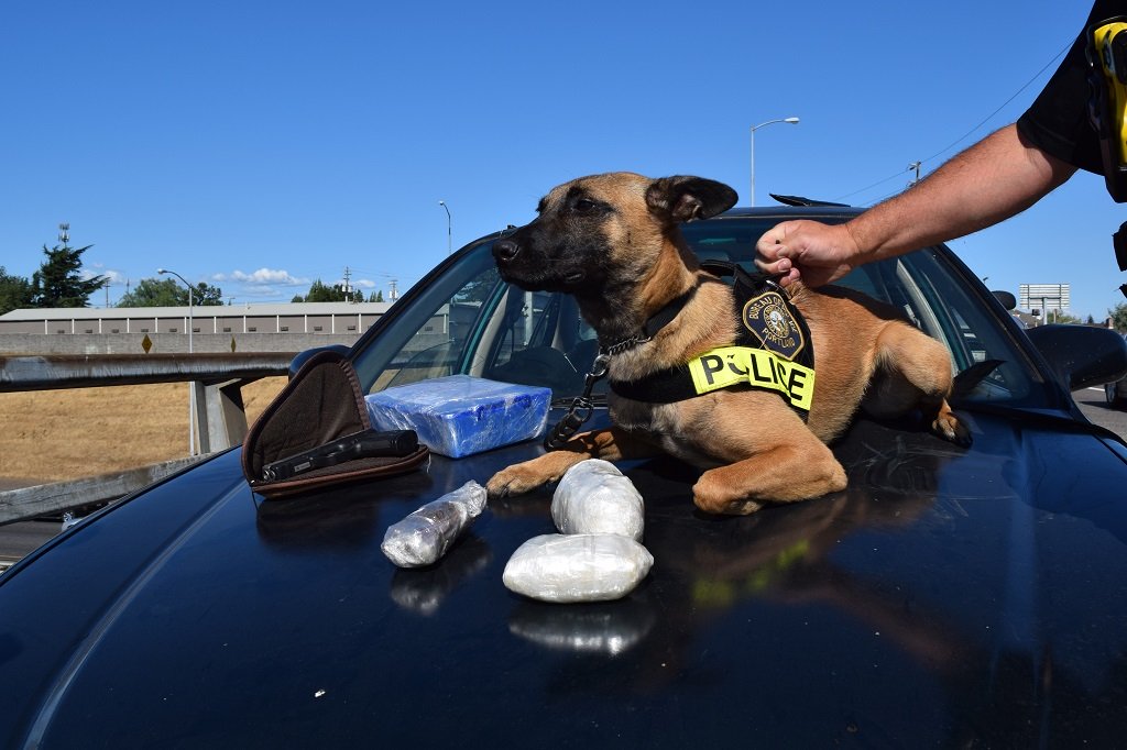 Police dog 'Lola' finds 6 pounds of narcotics in car | kgw.com