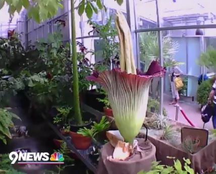 LIVE: Watch 'Stinky' the corpse flower finally bloom | kgw.com