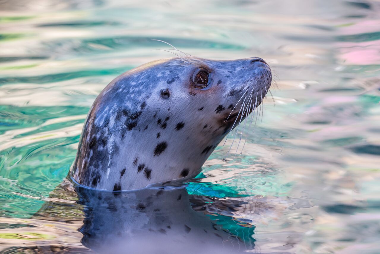 Photos: Oregon Zoo welcomes 3 new harbor seals | kgw.com