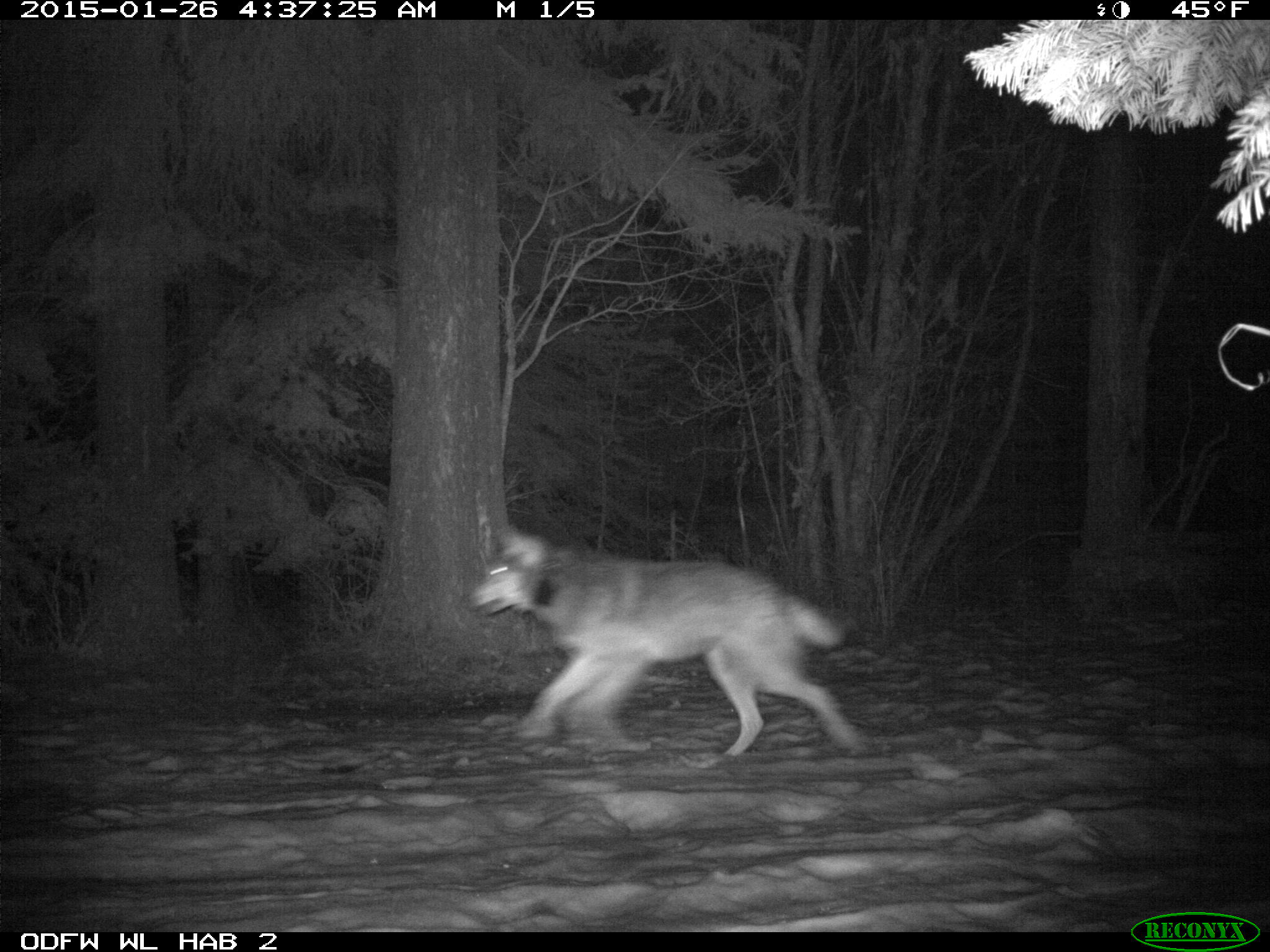 Oregon-based gray wolf returns from California | kgw.com