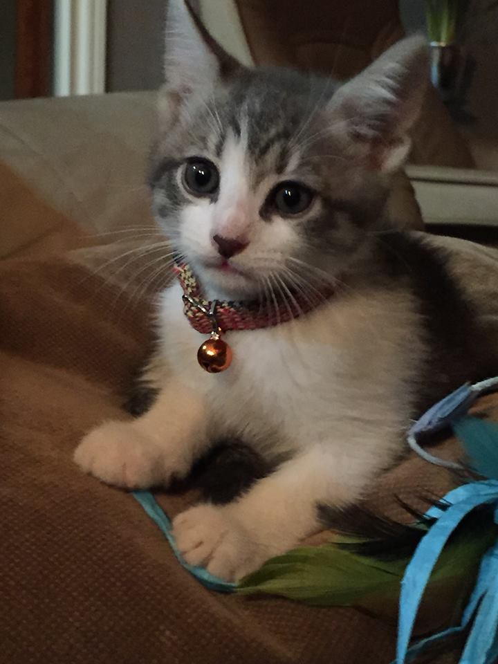 Your Pics: National Cat Day | kgw.com