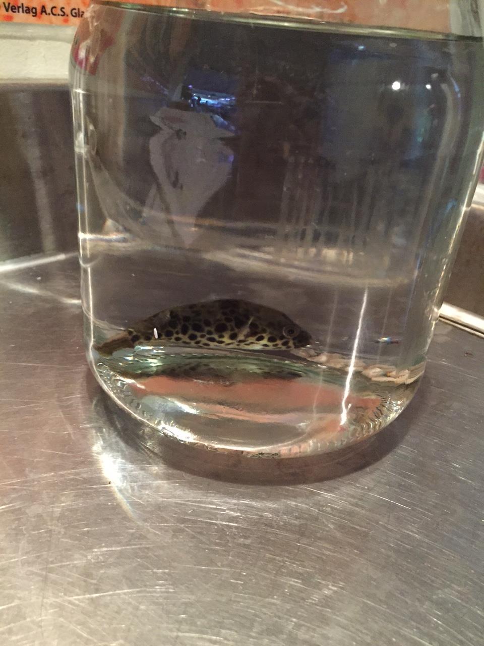 Rare puffer fish returned to Portland store after theft | kgw.com