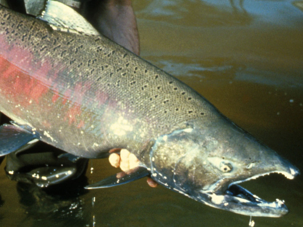 Three more days of Springer fishing on the Columbia River | kgw.com