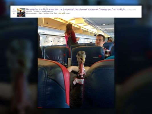 Passenger takes turkey on Delta flight as emotional support animal ...