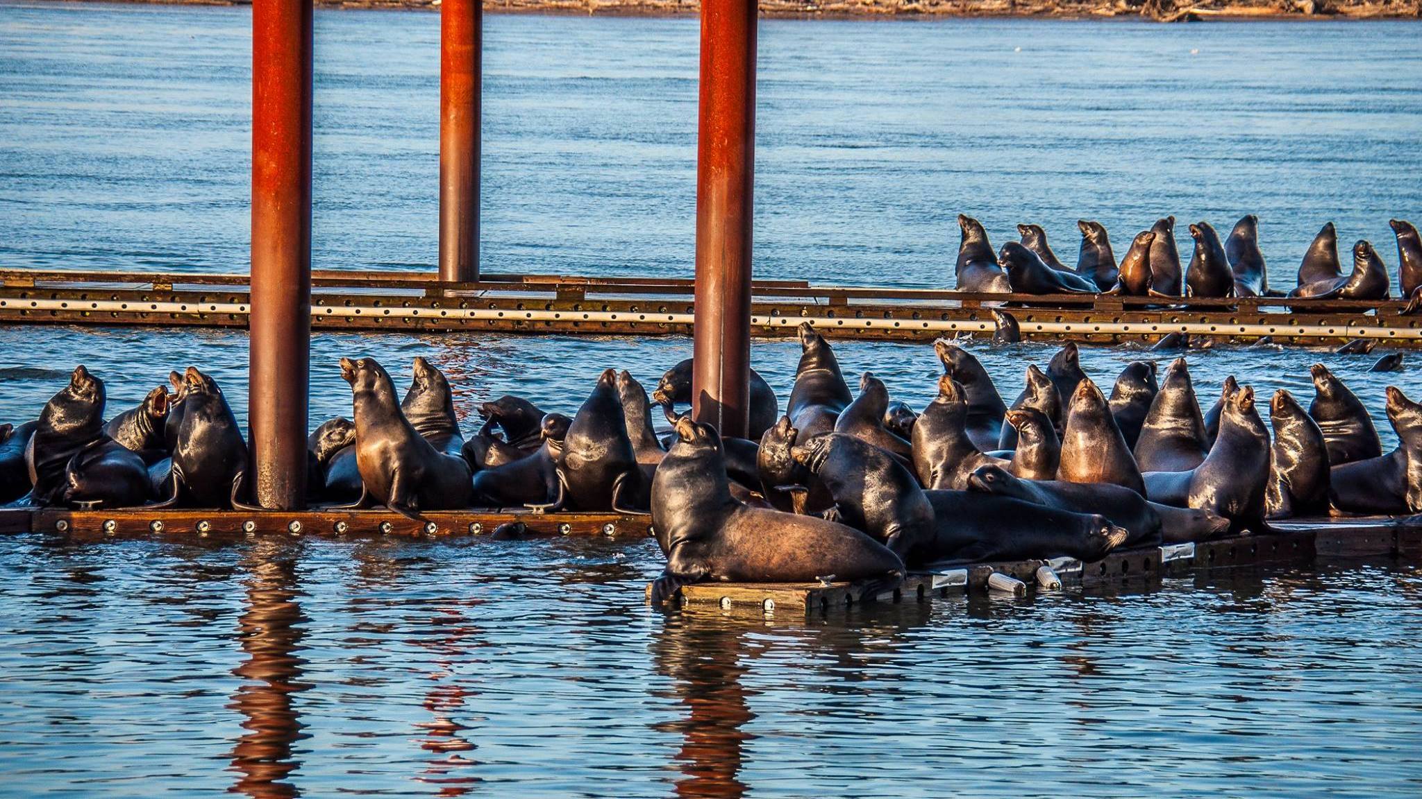 Shot of the Day: Sea lions take over Rainier docks | kgw.com