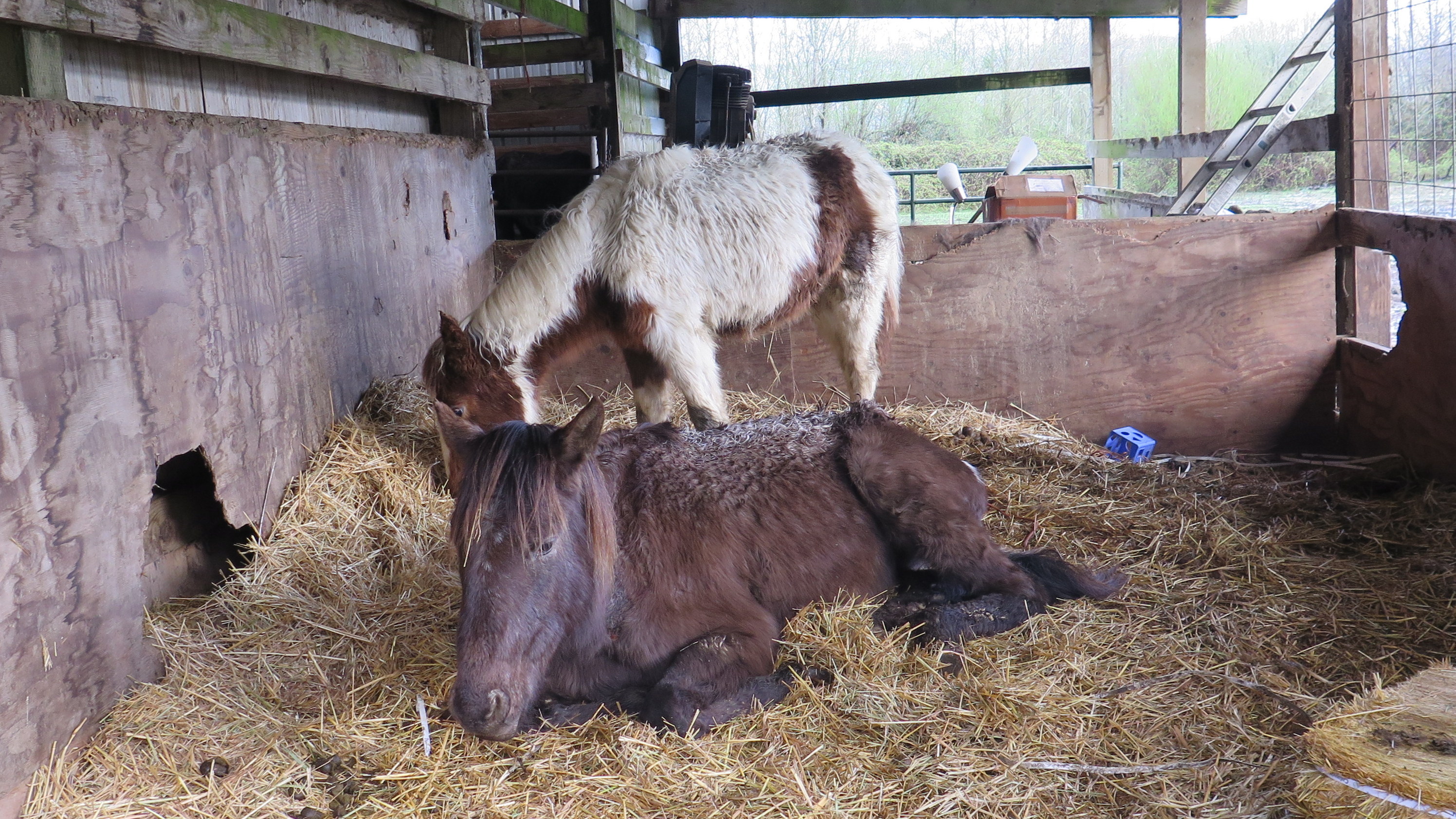 15 neglected horses rescued from Clatskanie property | kgw.com