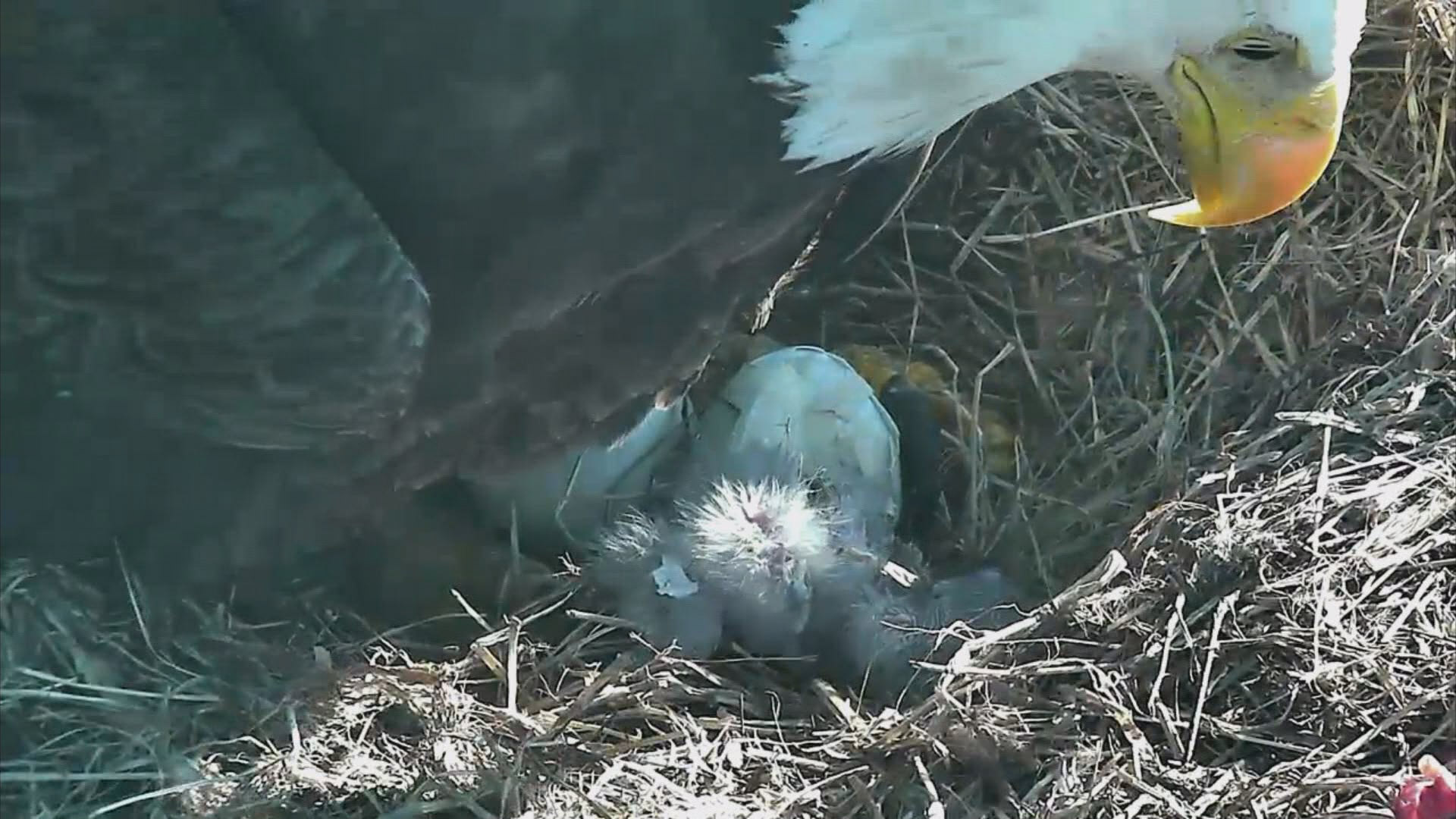 LIVE Eagle Cam: Eaglets hatching | kgw.com