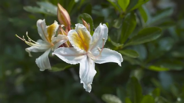 Gallery: Oregon Gardens of Eden | kgw.com