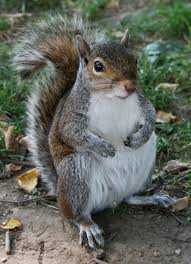 Longview designates squirrel as city mascot | kgw.com