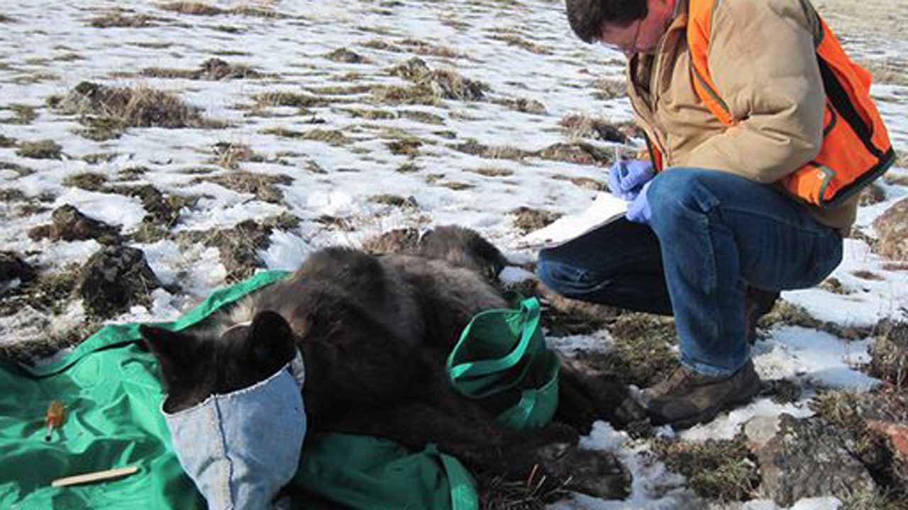 New wolf, OR-33, travels to Southern Oregon | kgw.com