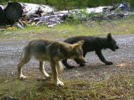 OR-7 wolf pack suspected in S. Oregon livestock attacks | kgw.com