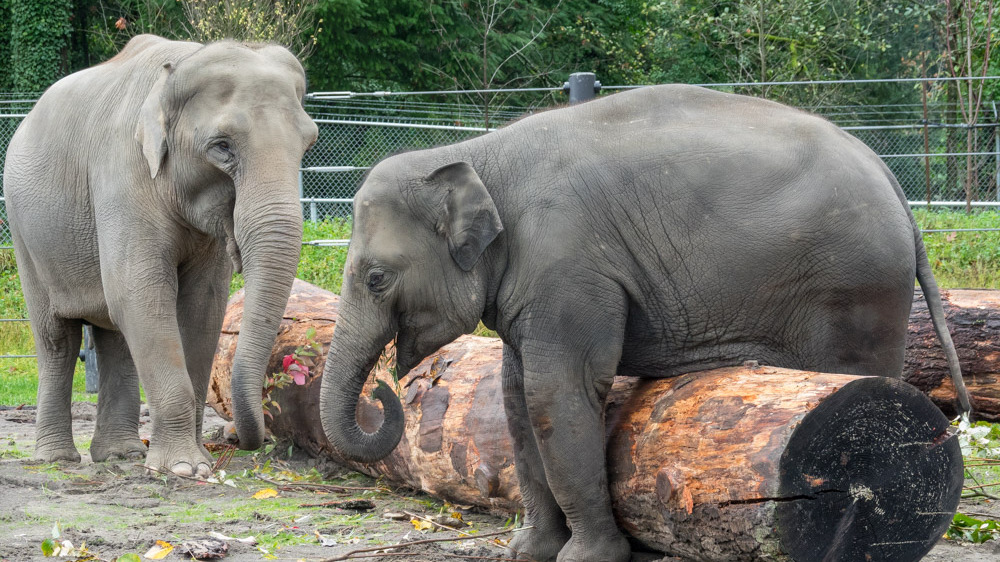 Elephants having fun with logs at Oregon Zoo | abc10.com