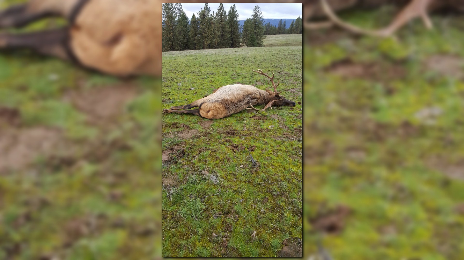 3 arrested in poaching of 2 bull elk | kgw.com
