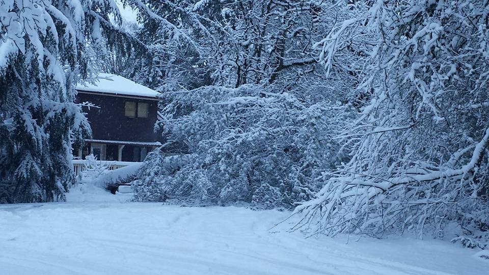 PHOTOS: Portland snow storm brings down trees | whas11.com