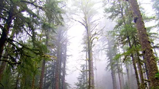 Oregon State Land Board: Elliott State Forest to stay public | abc10.com