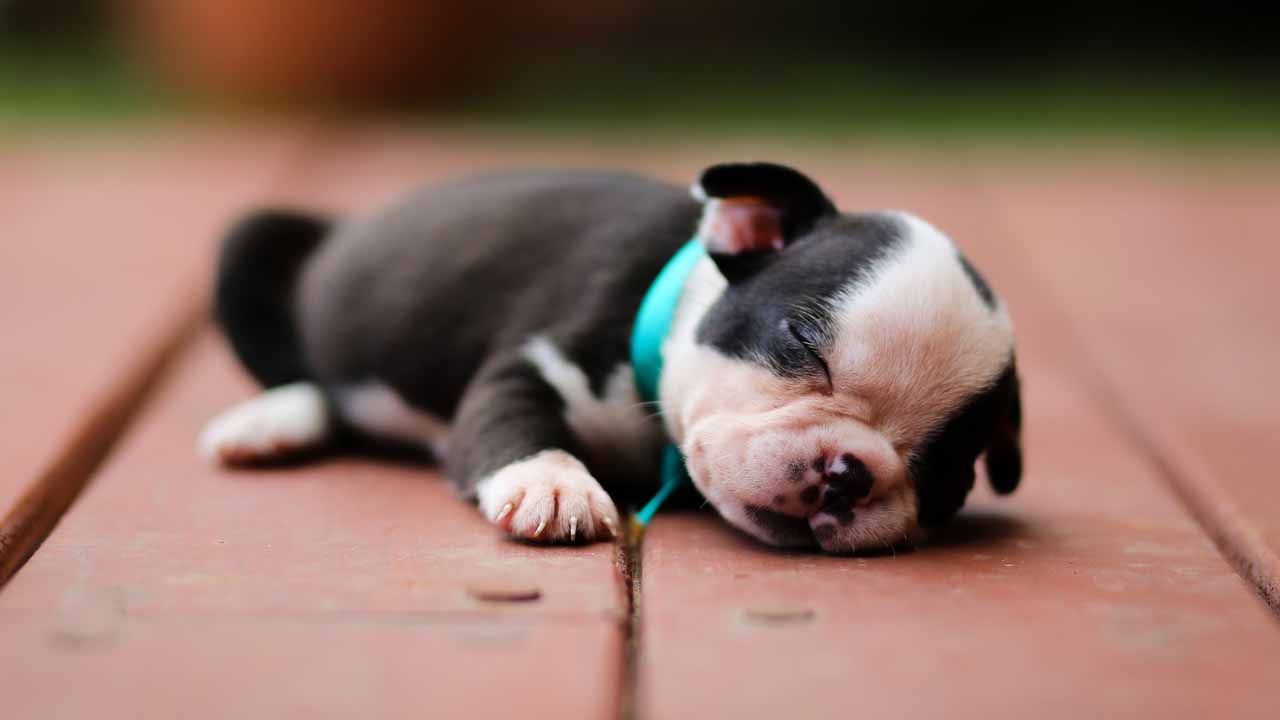 Take a snooze -- it's National Napping Day | kgw.com