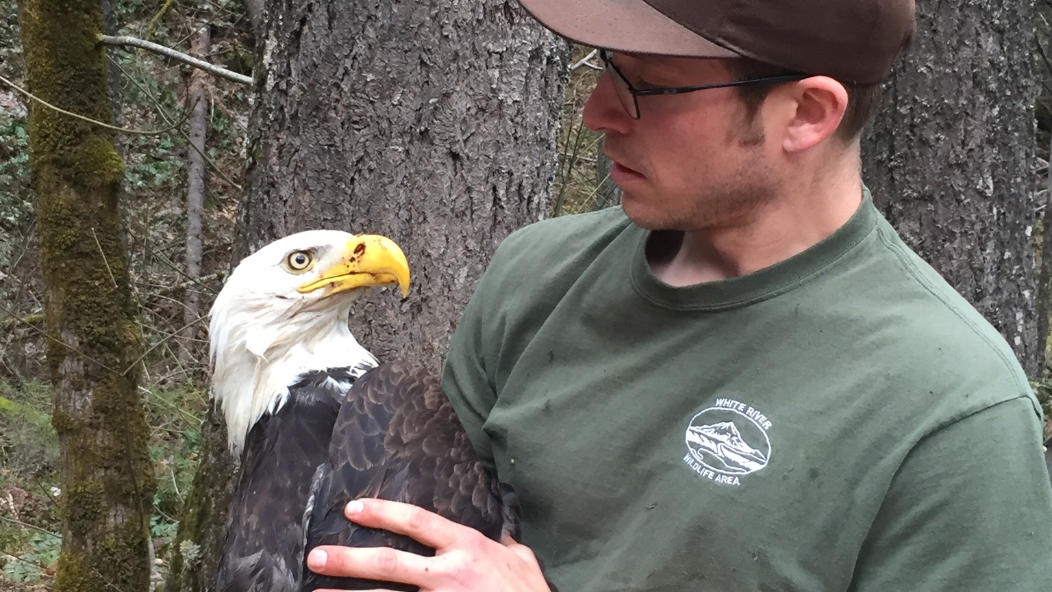 Injured bald eagle rescued, taken to wildlife clinic | kgw.com
