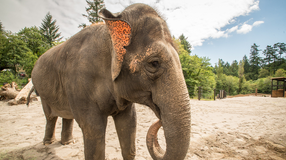 Oregon Zoo elephant 'Shine' tests positive for tuberculosis | kgw.com