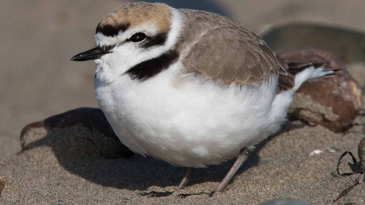 Snowy plover chick hatches on northern Oregon coast | kgw.com
