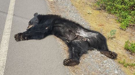 Bear dies, motorcyclist injured in crash near Detroit | kgw.com