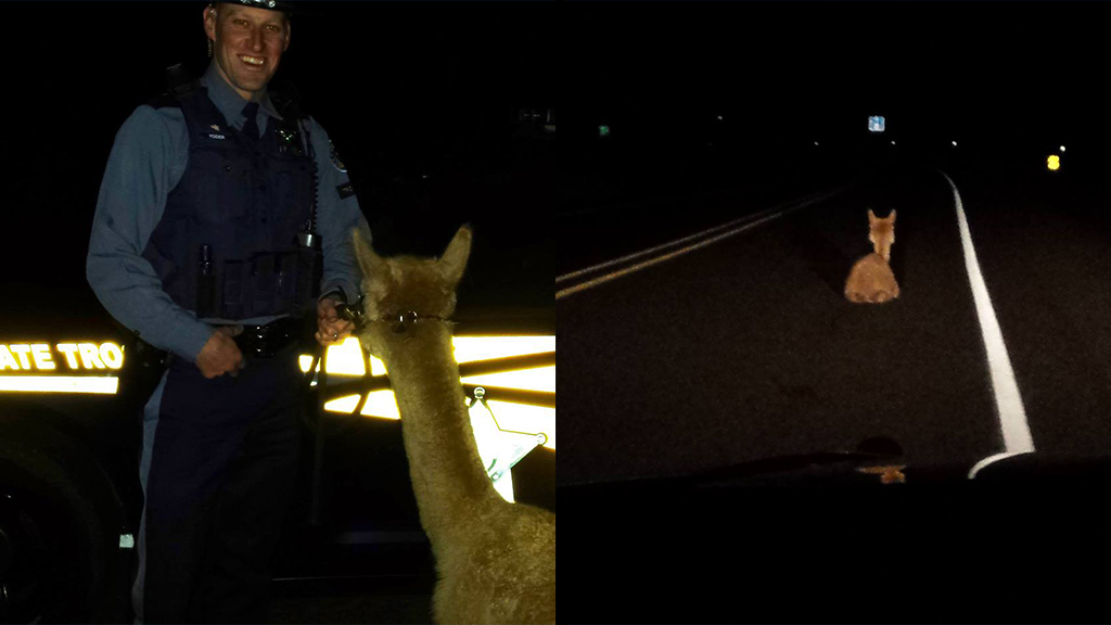 Oregon trooper rescues alpaca lying in middle of road | king5.com