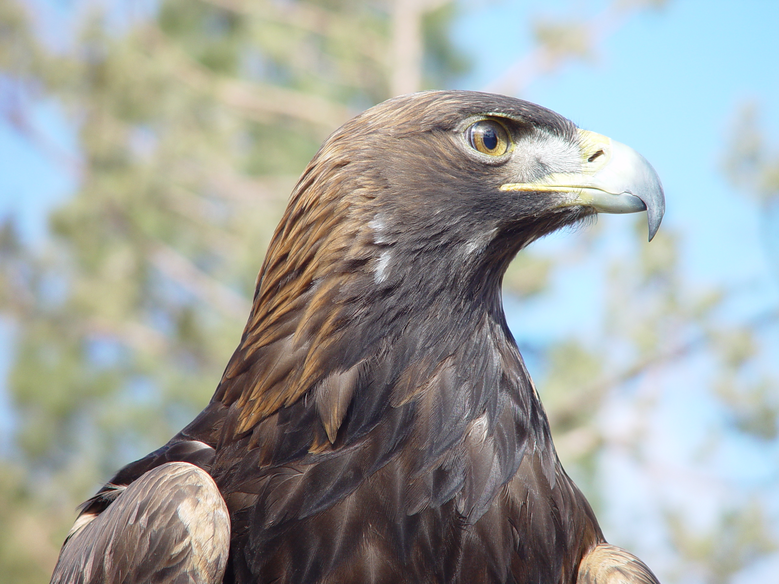 Grant's Getaways: Eagle Watch | kgw.com
