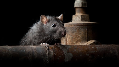 kgw.com | Rats becoming more of a problem in Oregon this year